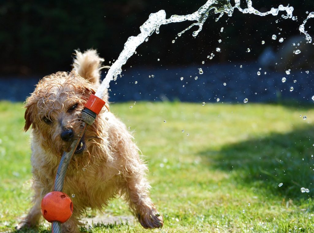 5 Common Dog Training Problems And How To Fix Them BarkBlaster